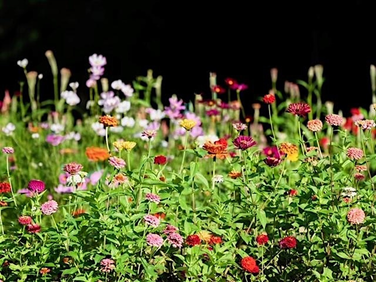 How to Grow Spring Cut Flowers in Central Florida Leu Gardens