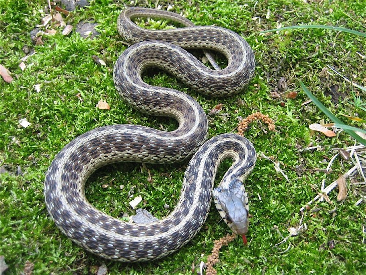 Mysterious Native Snakes of Florida Leu Gardens